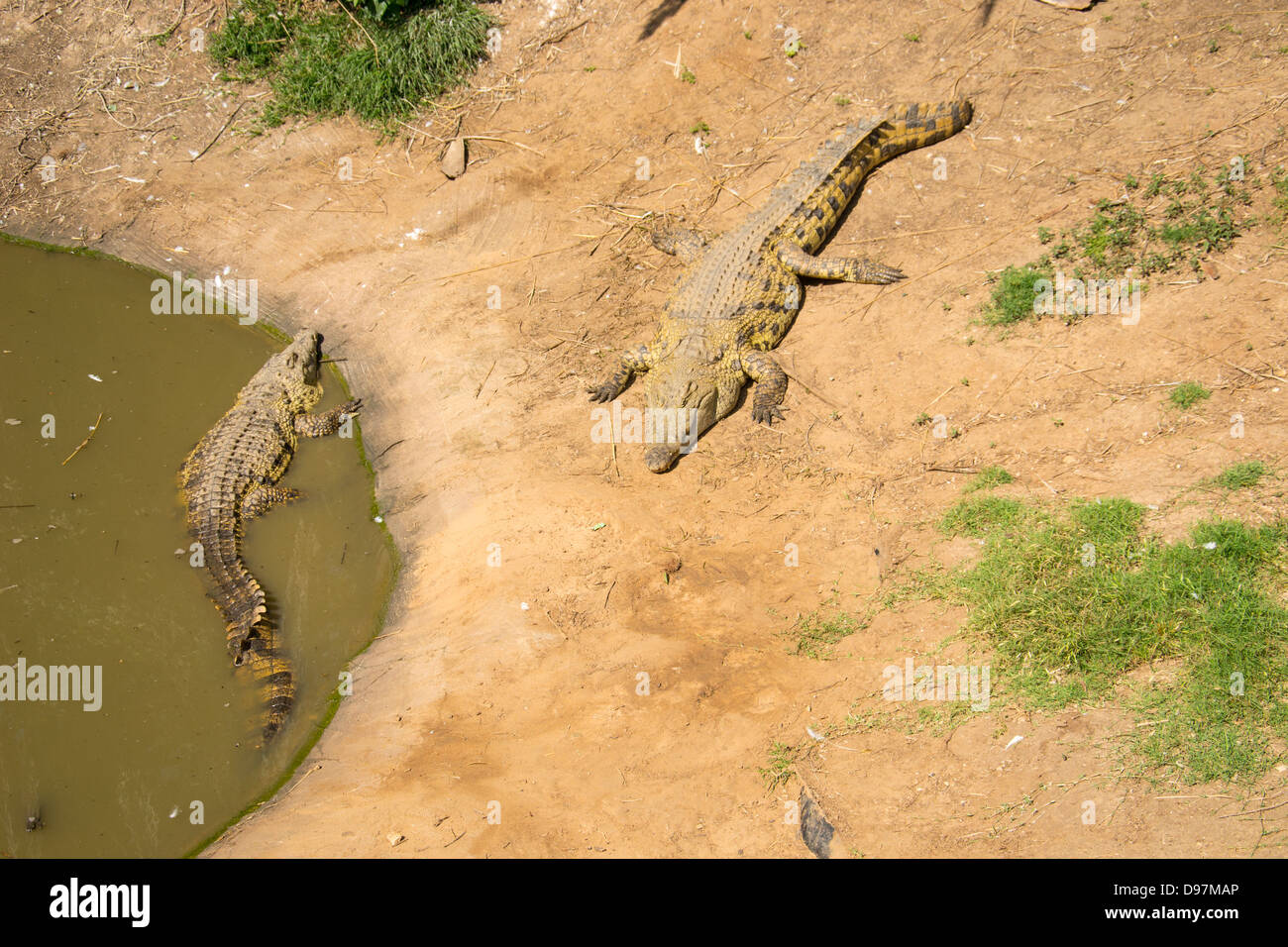 Male female crocodile hi-res stock photography and images - Alamy