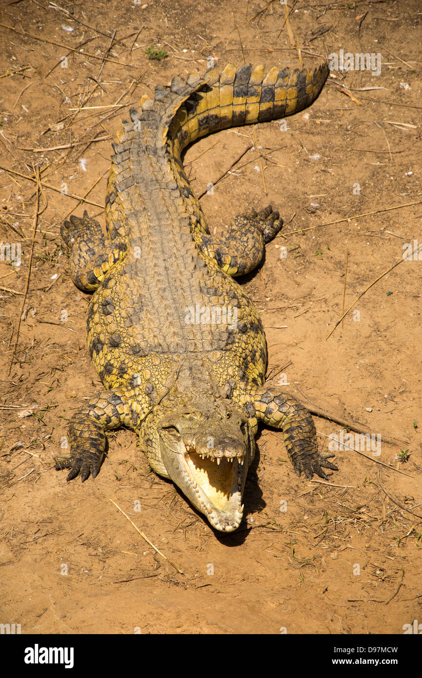 Hungry Crocodile looking for some food Stock Photo - Alamy