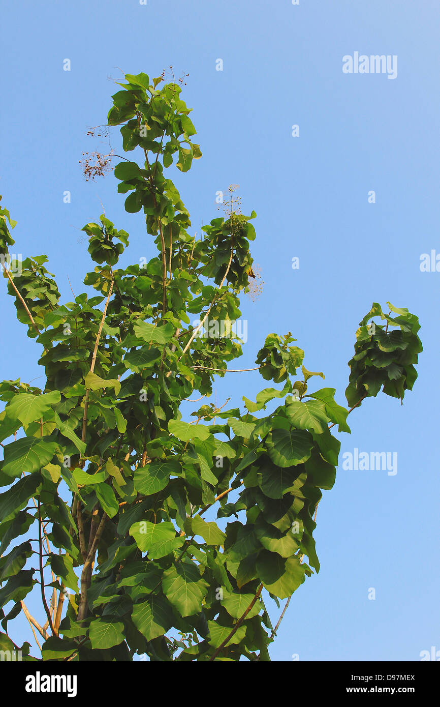 Teak tree in the blue sky Thailand Stock Photo - Alamy