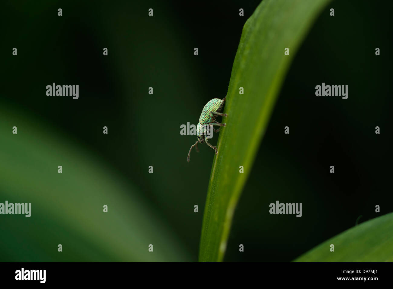 Ecology infestation hi-res stock photography and images - Alamy