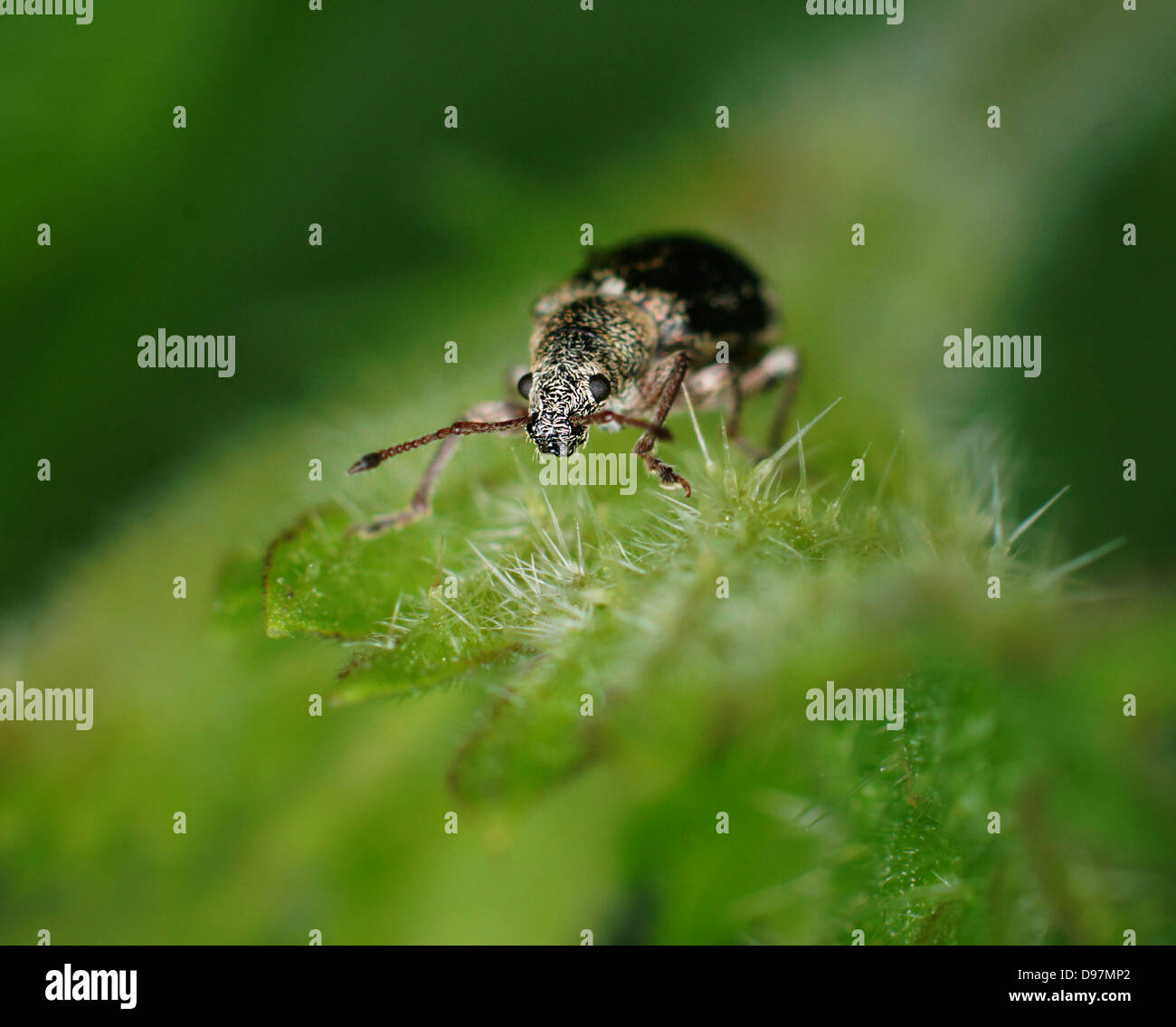 Close up view of a Weevil Stock Photo - Alamy