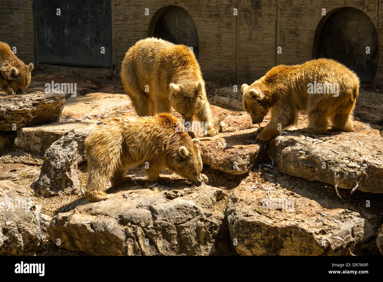 Brown Bears eating fish Stock Photo - Alamy