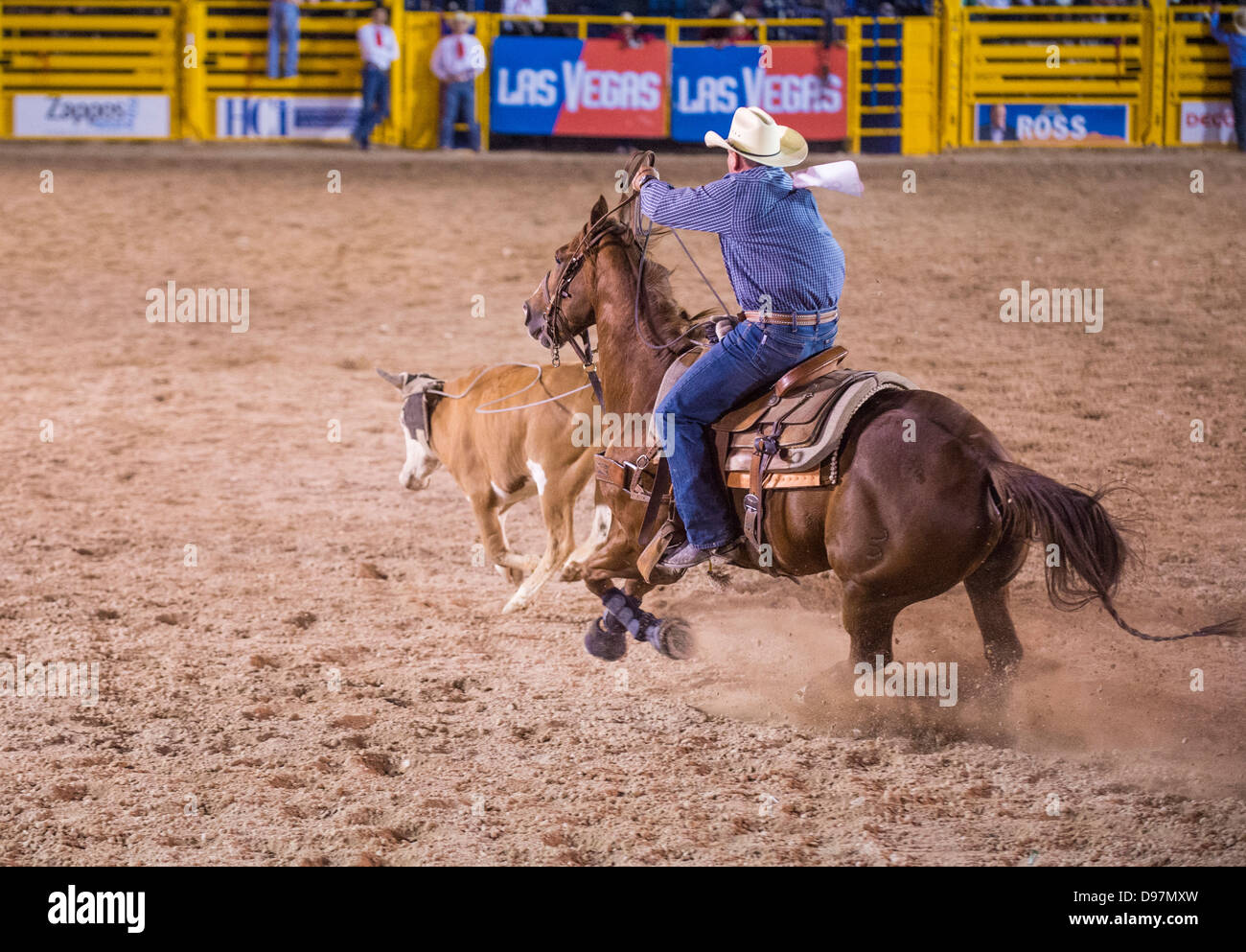 Cowboy Participant in a Calf roping Competition at the Helldorado Days ...