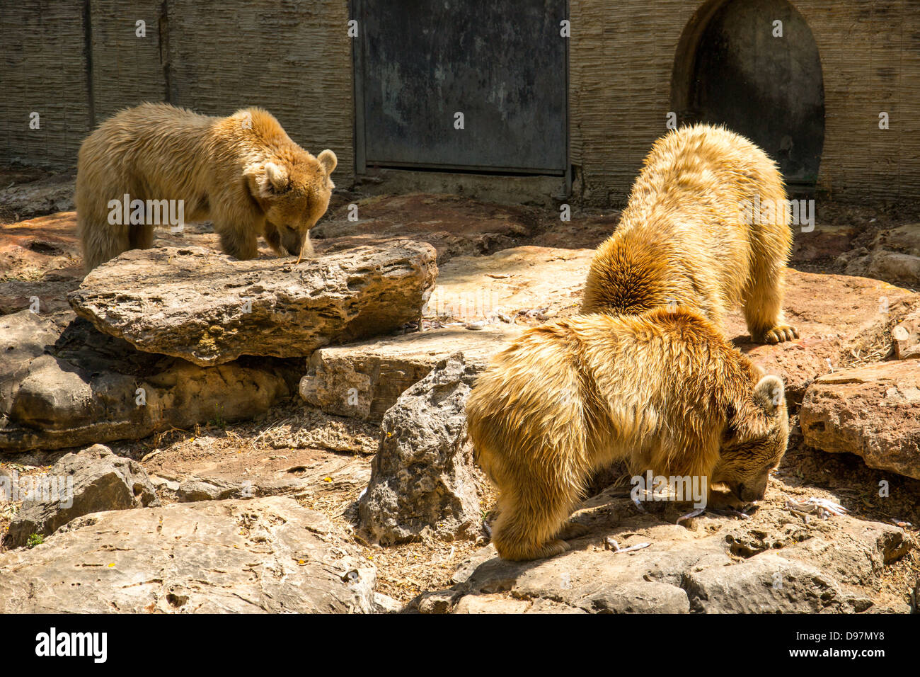 Brown Bears eating fish Stock Photo - Alamy