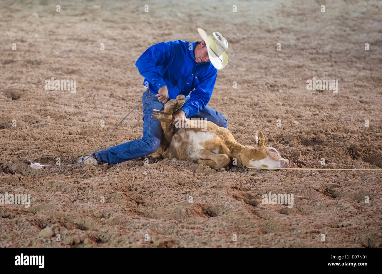 Cowboy Participant in a Calf roping Competition at the Helldorado Days ...