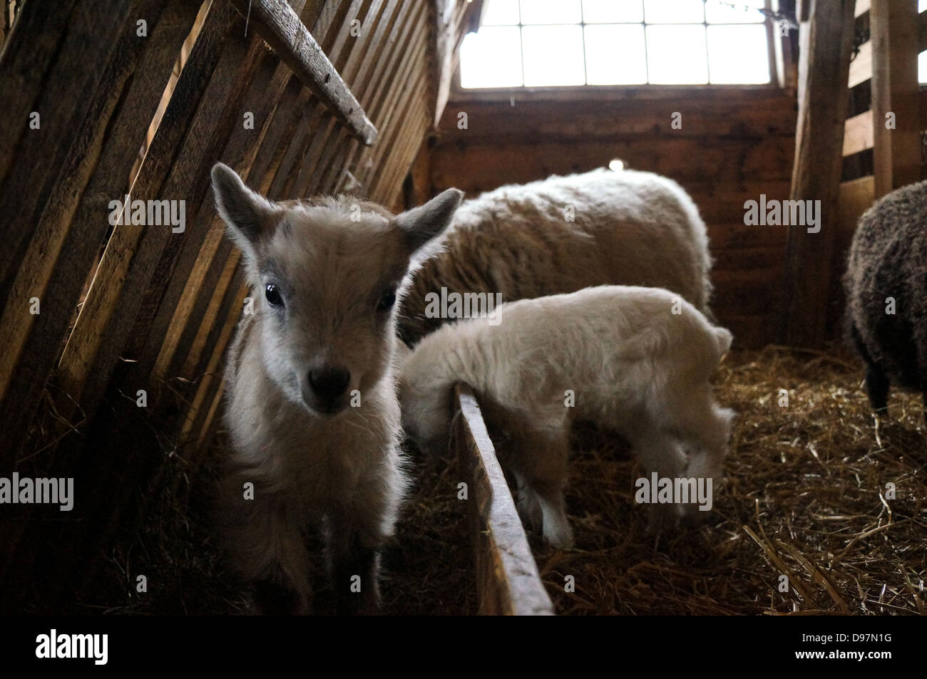 Little baby goat Stock Photo - Alamy