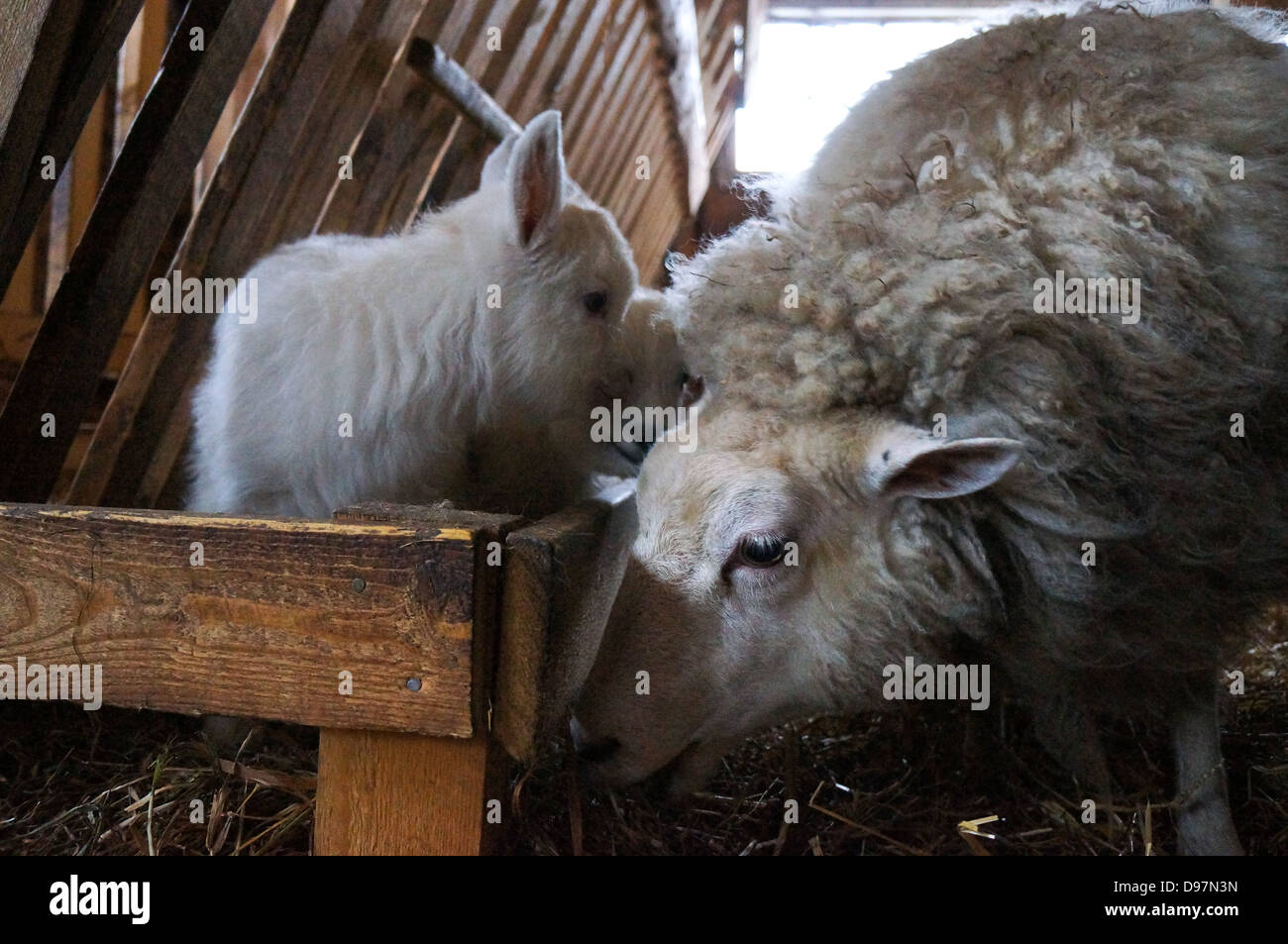 Sheep and goat farming hi-res stock photography and images - Alamy