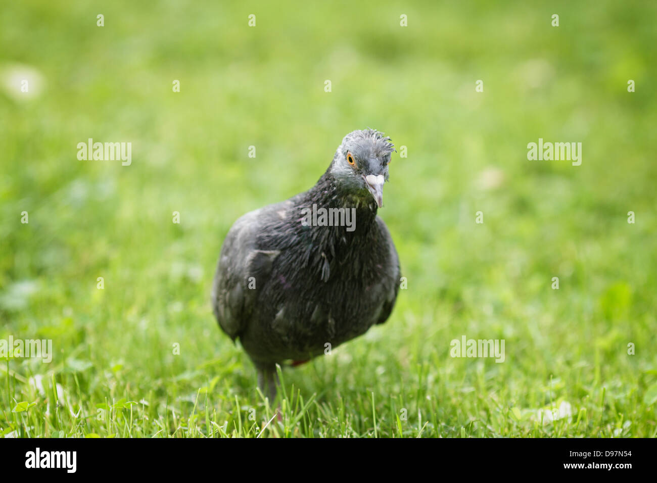 pigeon running on grass, selective focus Stock Photo - Alamy