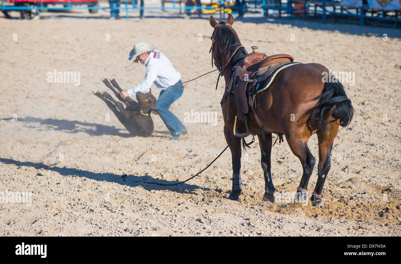 Cowboy Participant in a Calf roping Competition at the Helldorado Days ...