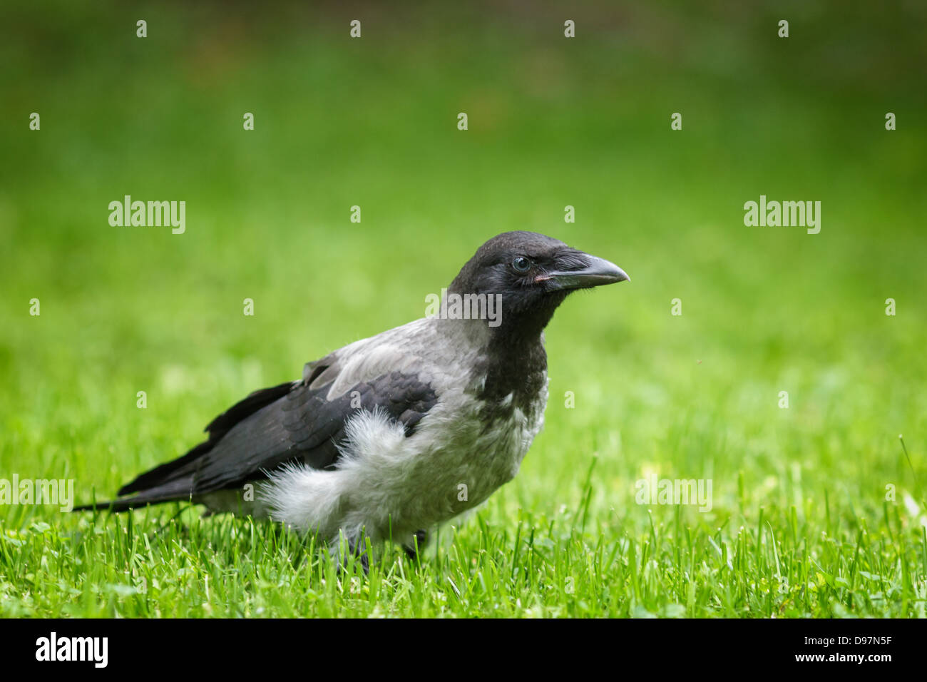 Grey crow walking on green hi-res stock photography and images - Alamy