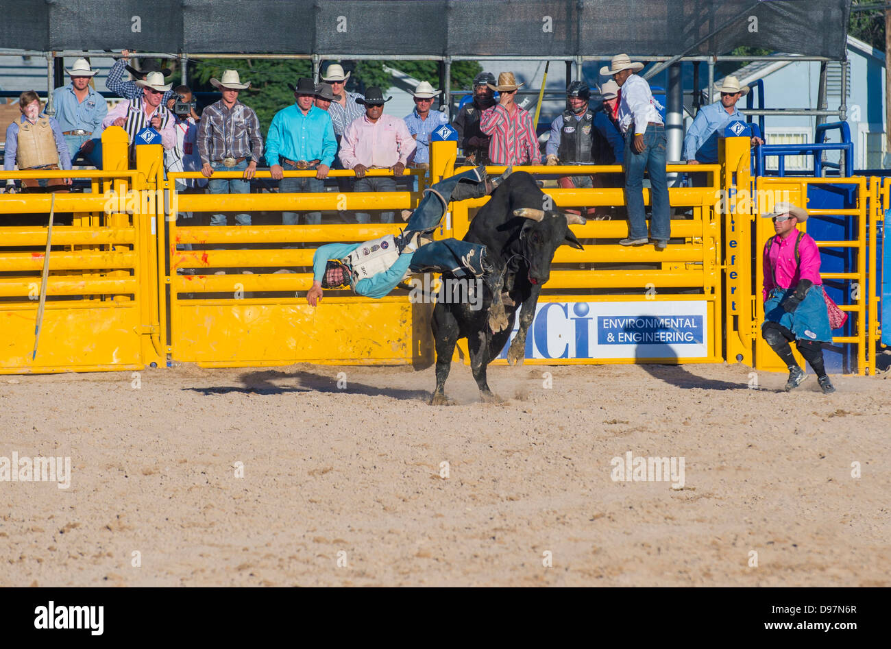 Cowboy Participant in a Bull riding Competition at the Helldorado Days ...