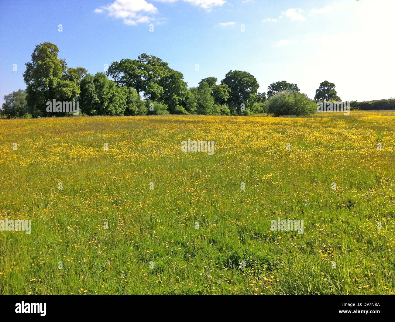BUTTERCUP FIELD. Photo Tony Gale Stock Photo - Alamy
