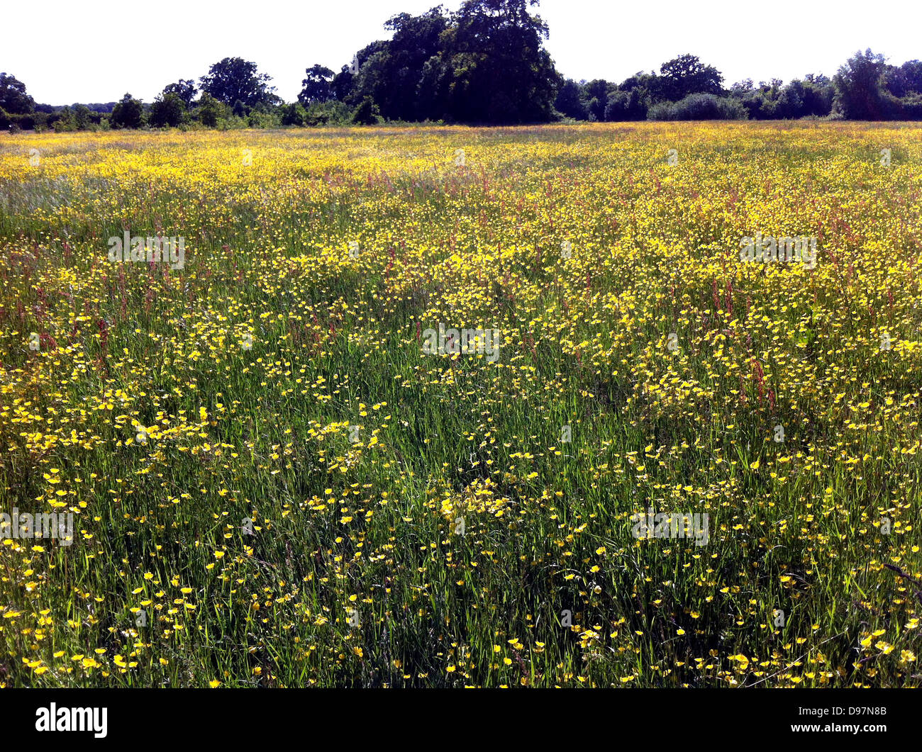 BUTTERCUP FIELD. Photo Tony Gale Stock Photo - Alamy