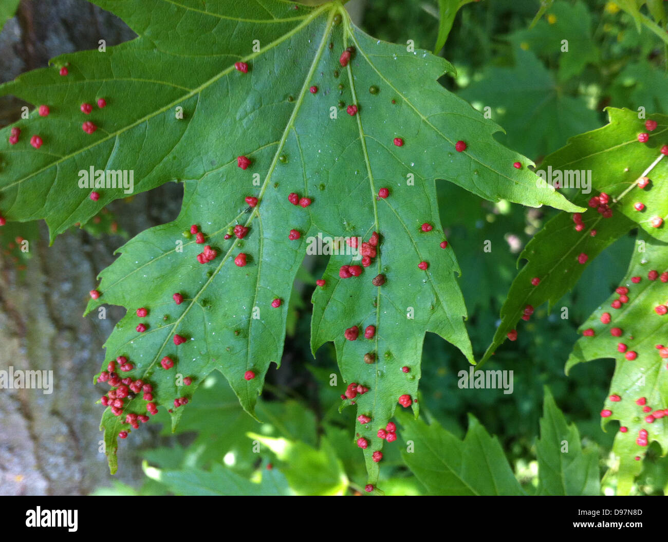 Maple gall mite hi-res stock photography and images - Alamy