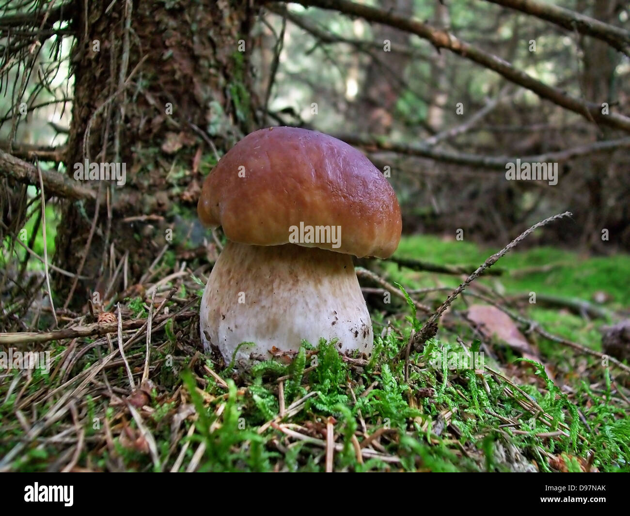 Mushroom boletus edulis in the forest on the moss Stock Photo - Alamy