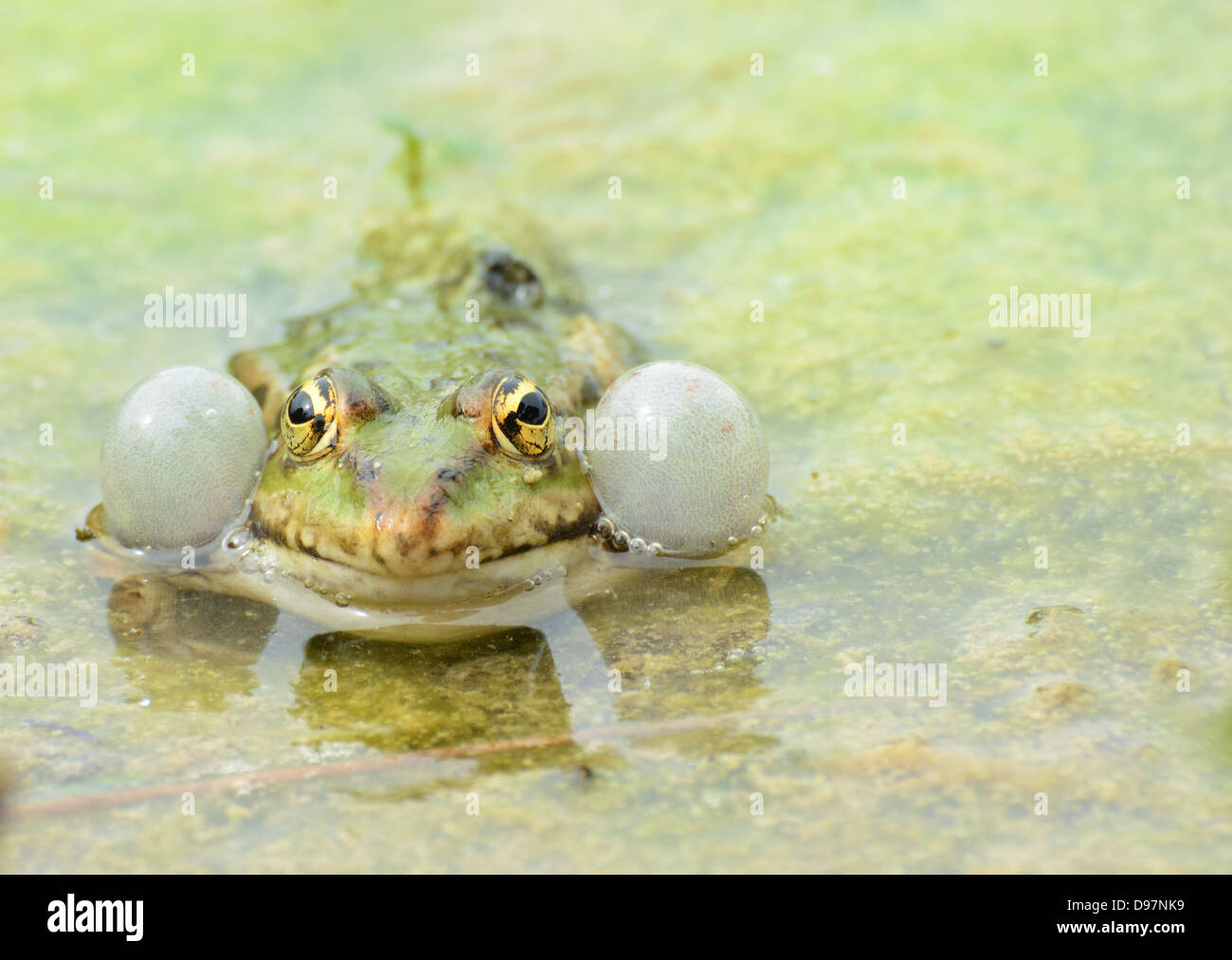 Croaking frog with swollen vocal sacs Stock Photo - Alamy