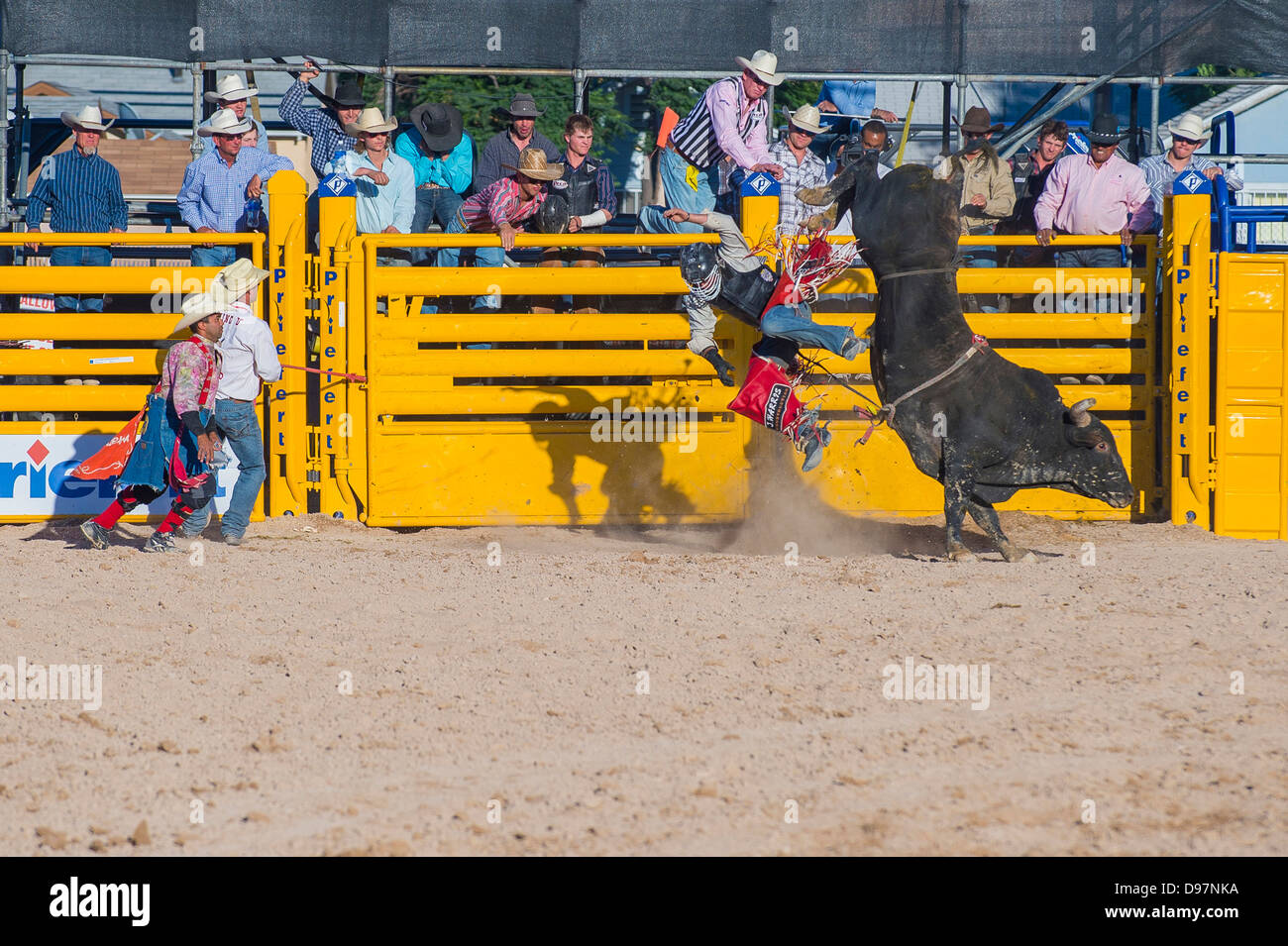 Cowboy Participant in a Bull riding Competition at the Helldorado Days ...