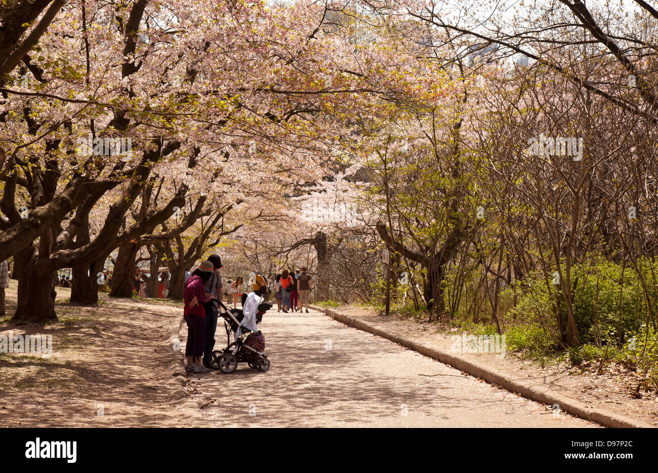 High Park in Toronto with Sakura cherry tree blossoms Stock Photo - Alamy