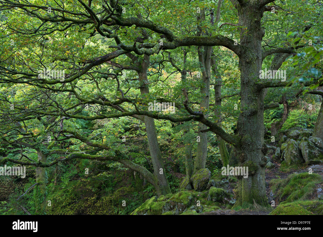 Deciduous hi-res stock photography and images - Alamy