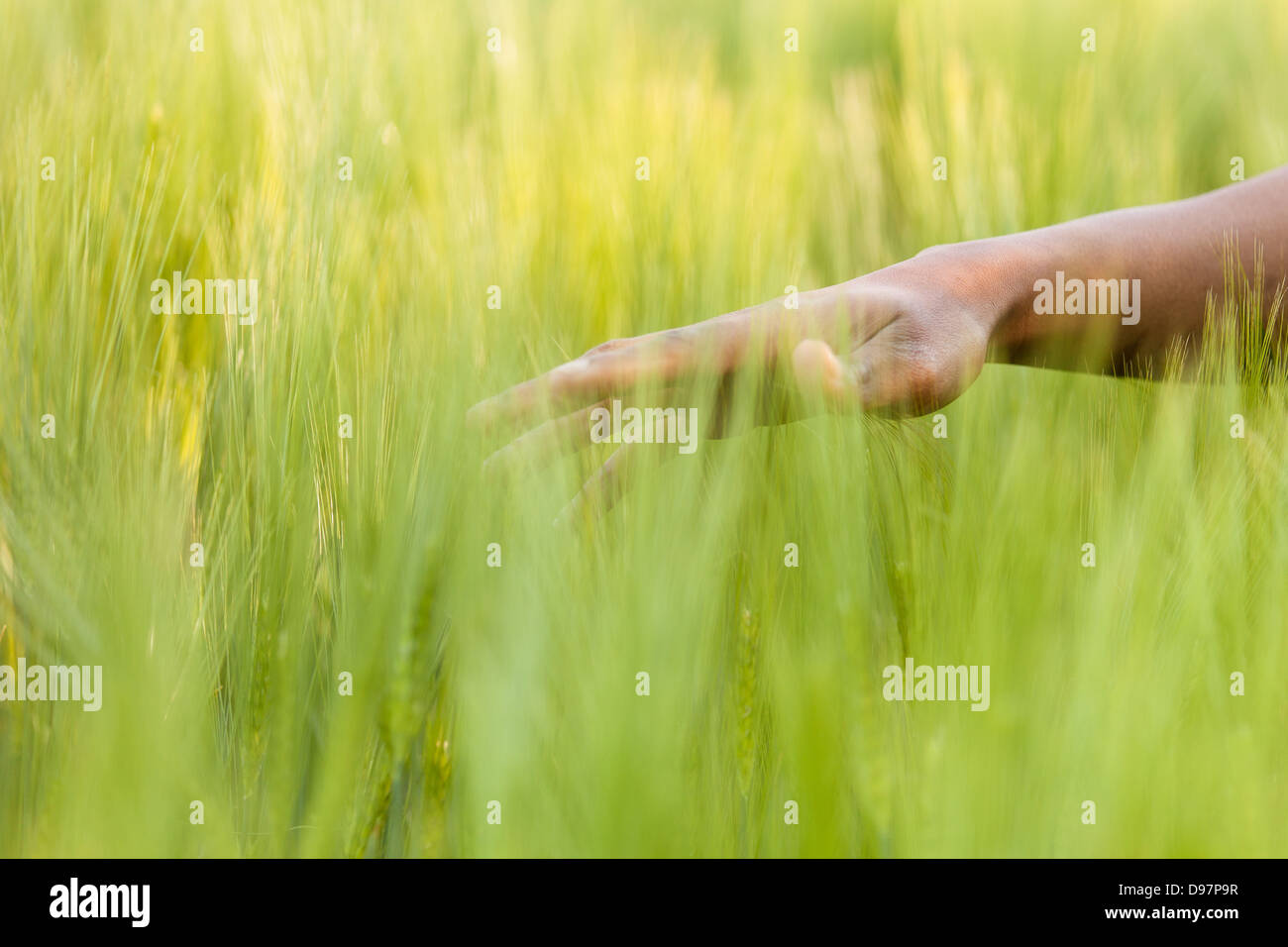 African American hand in wheat field - African people Stock Photo - Alamy