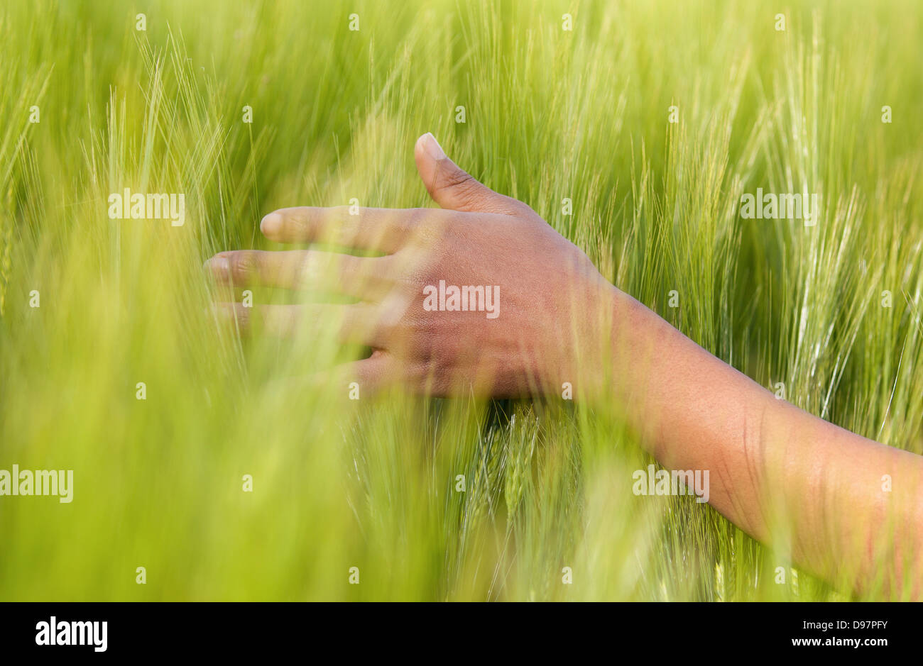 African American hand in wheat field - African people Stock Photo - Alamy