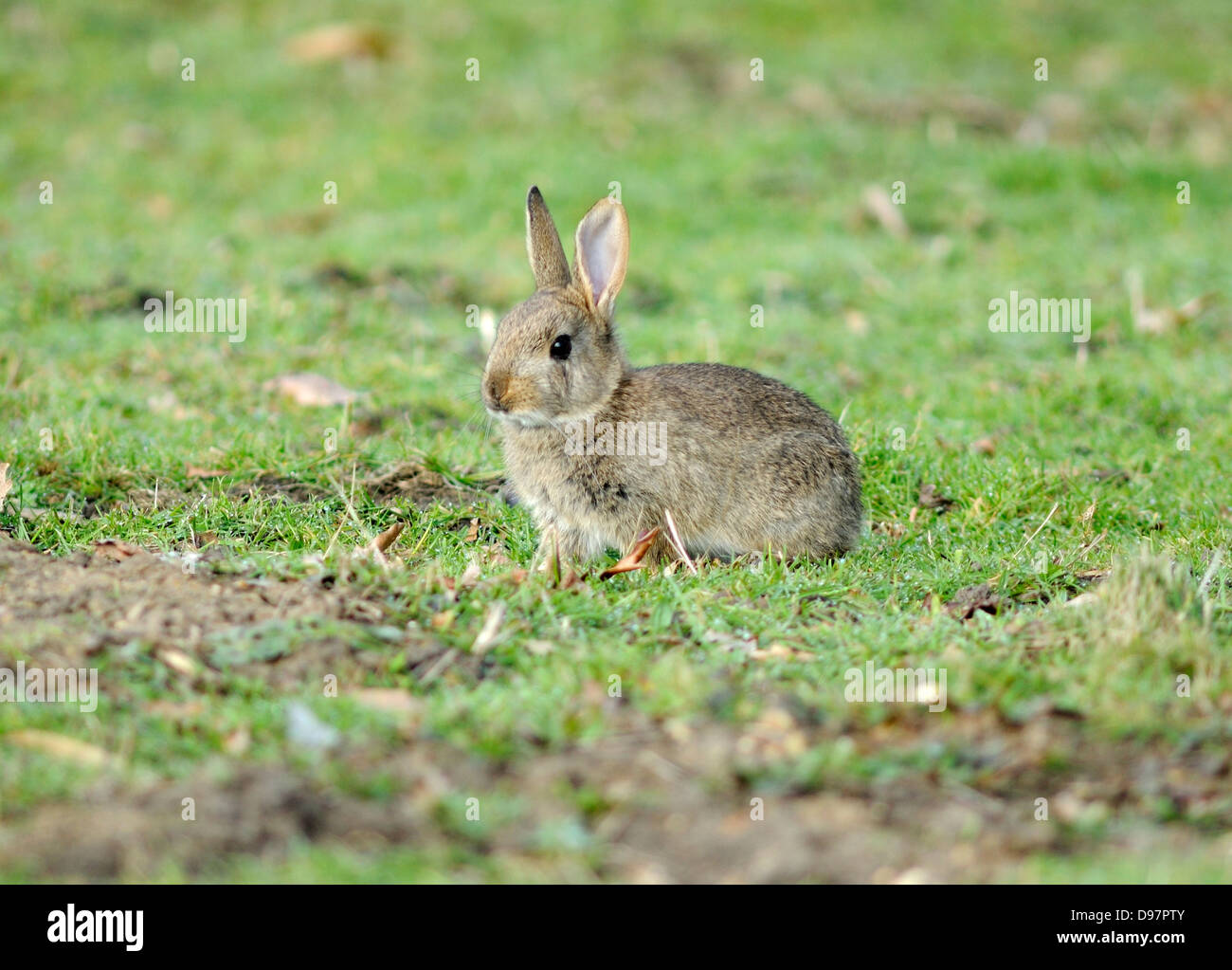 Wild rabbits in London Stock Photo - Alamy