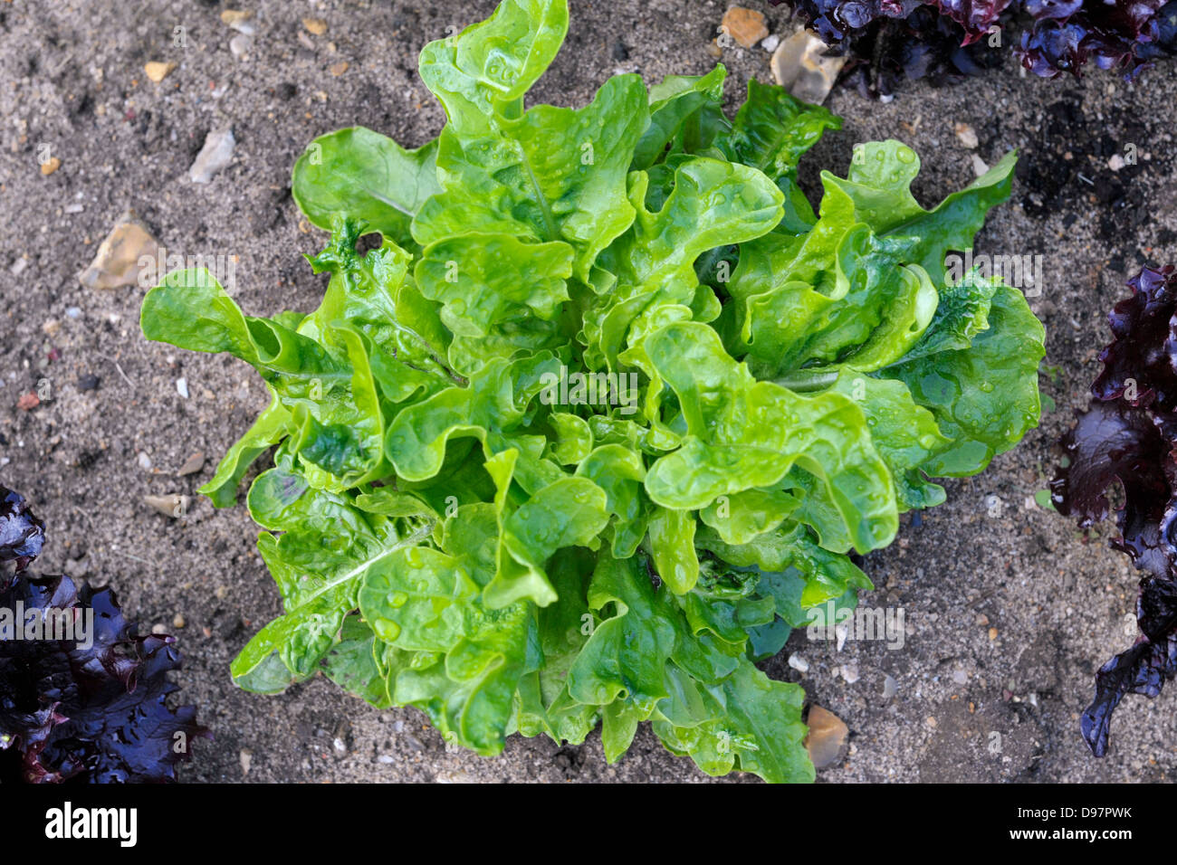 Green leaf lettuce growing on a vegetable plot Stock Photo - Alamy