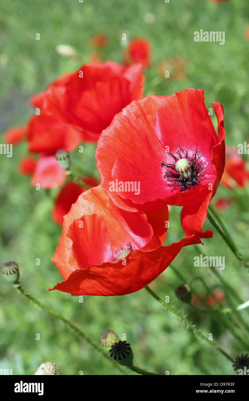 closeup of beautiful wild poppies growing in the field Stock Photo - Alamy
