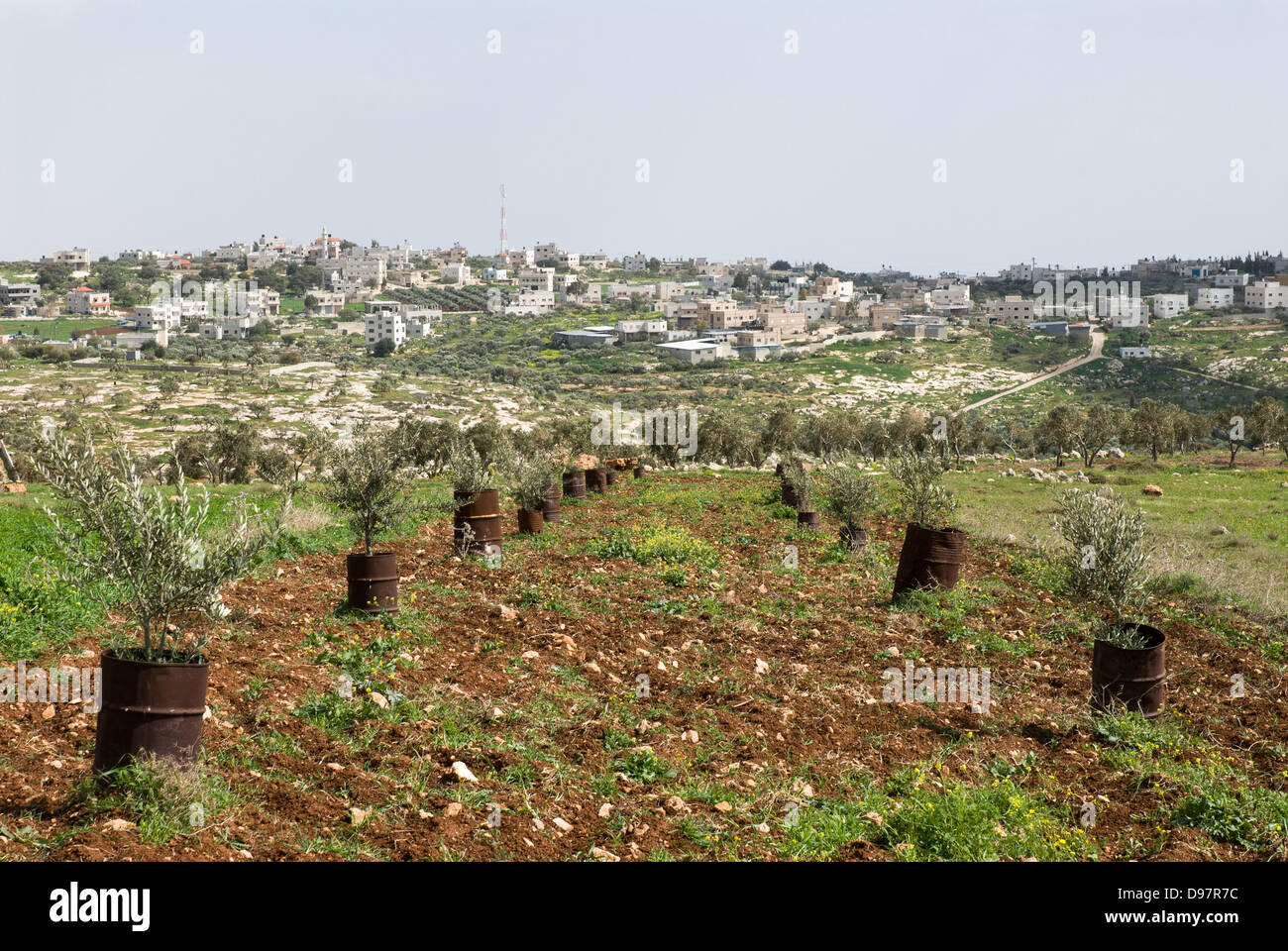 Cultivation of olive trees in the area of Shomron (Samaria), Israel ...