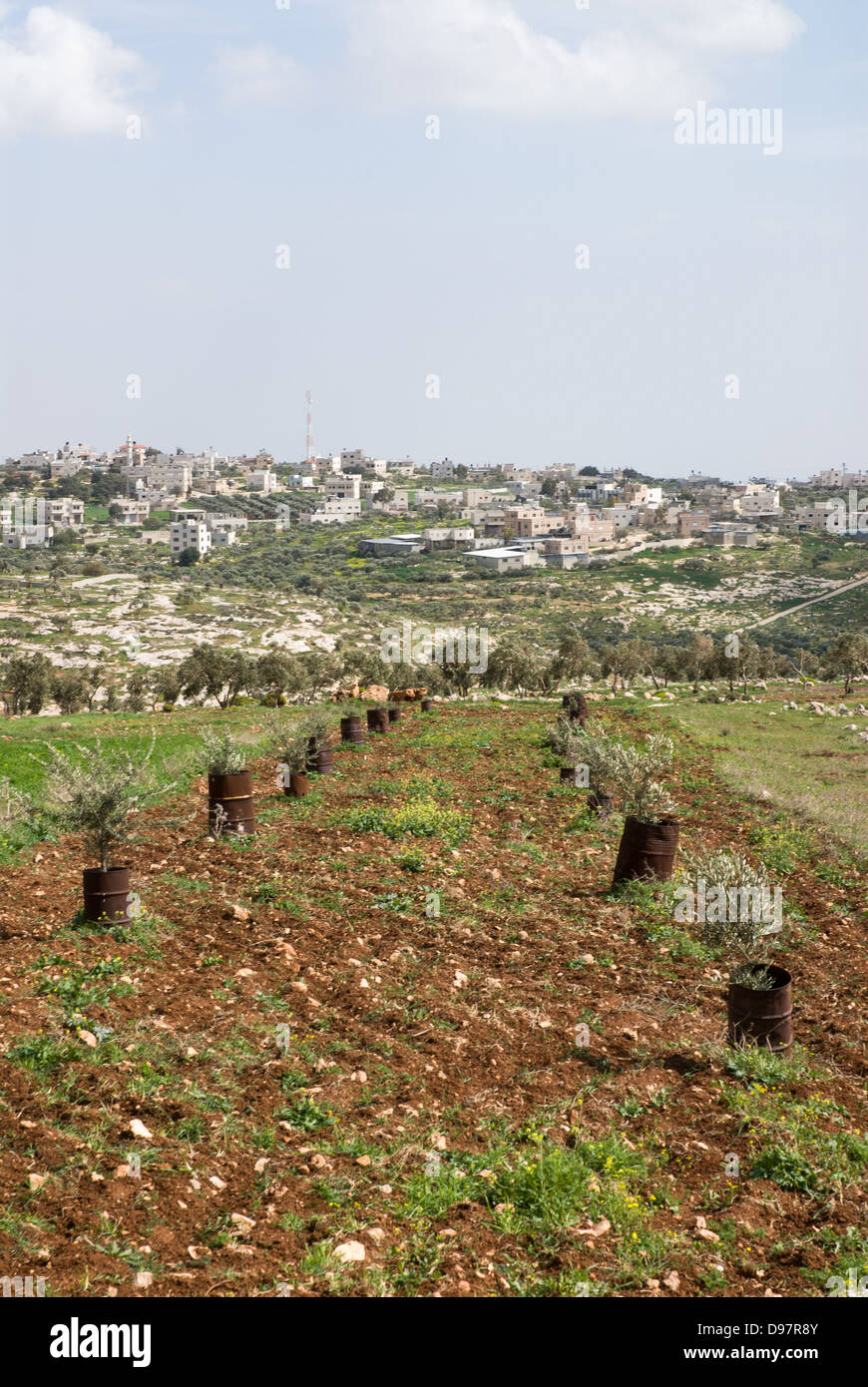 Cultivation of olive trees in the area of Shomron (Samaria), Israel ...