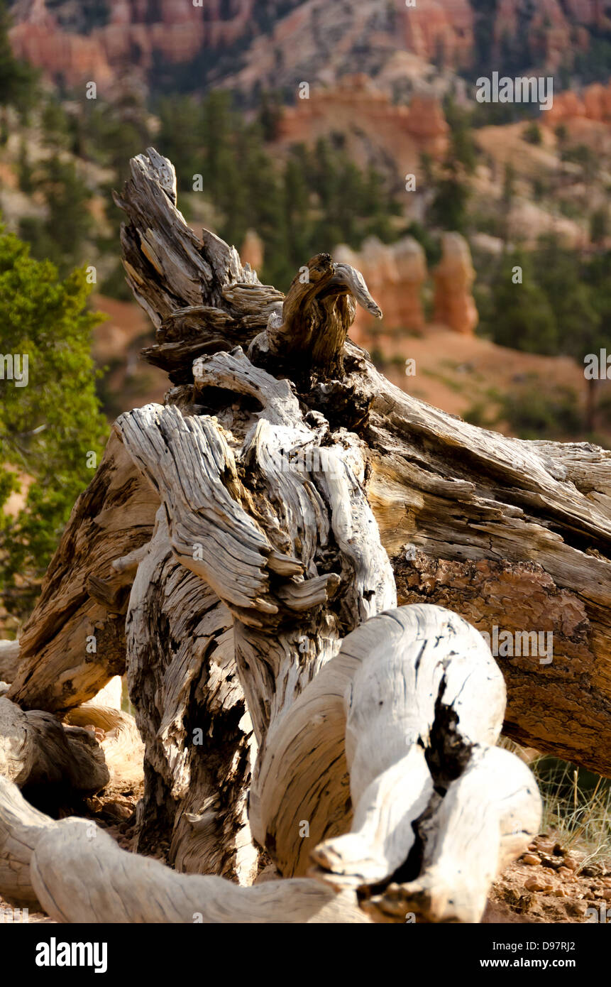 Detail of an old weathered tree in Bryce Canyon National Park Stock ...