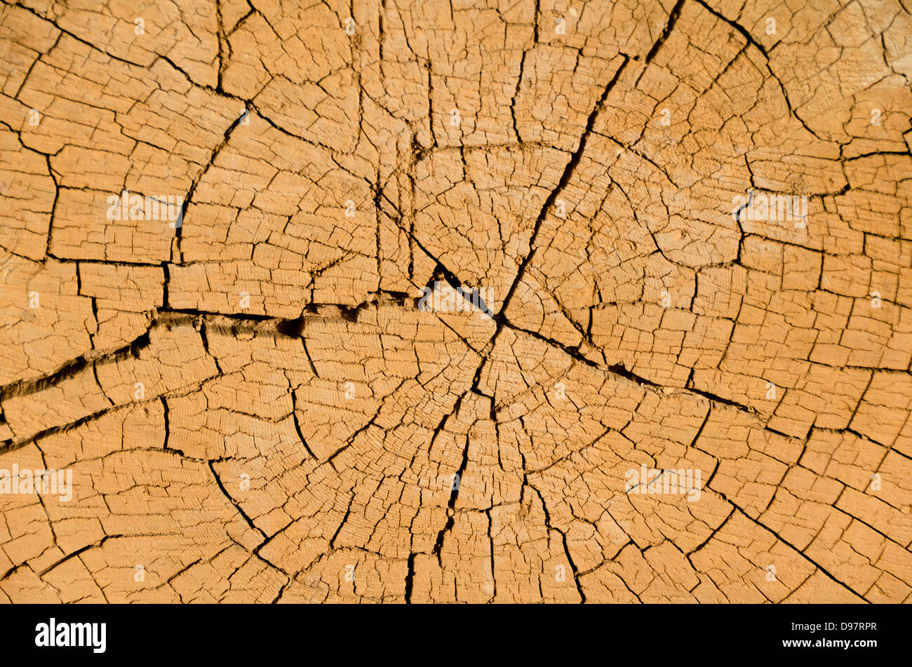 Oak cross section hi-res stock photography and images - Alamy