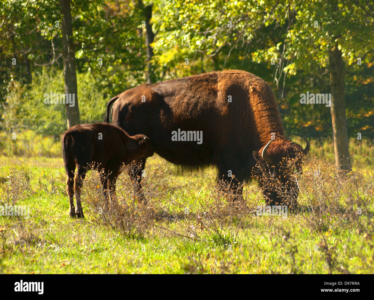 baby buffalo nursing with mother in field in autumn Stock Photo - Alamy