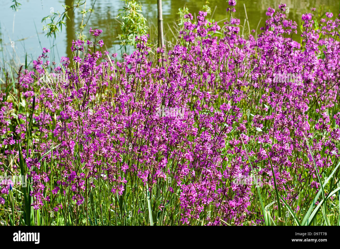 Yunnanensis hi-res stock photography and images - Alamy