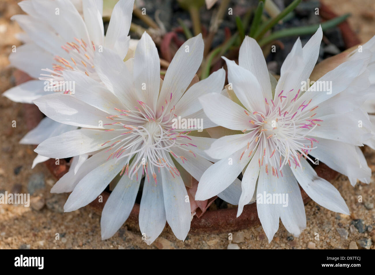 Lewisia rediviva 'Jolon Alba', common name Bitterroot Stock Photo - Alamy