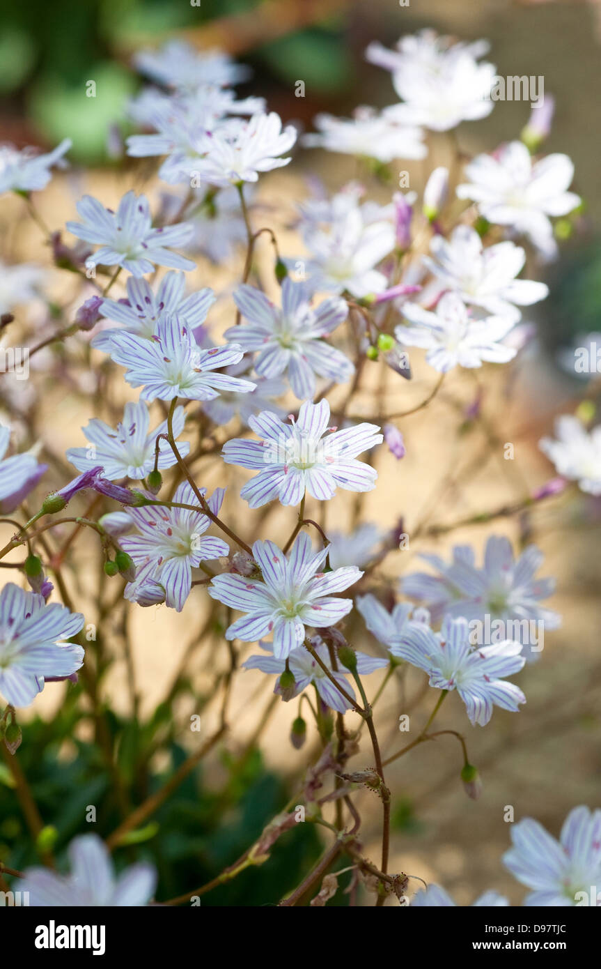 Lewisia columbiana, common name Columbian lewisia Stock Photo - Alamy