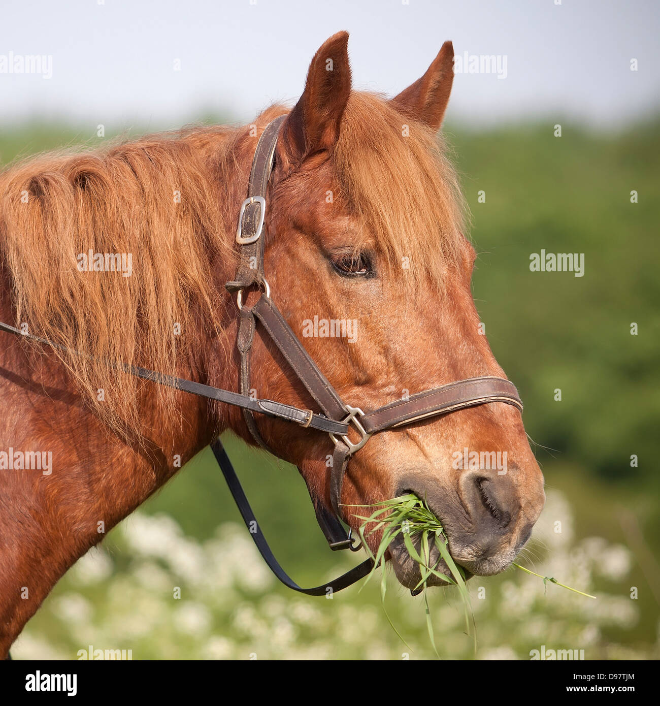 Draft animals hi-res stock photography and images - Alamy