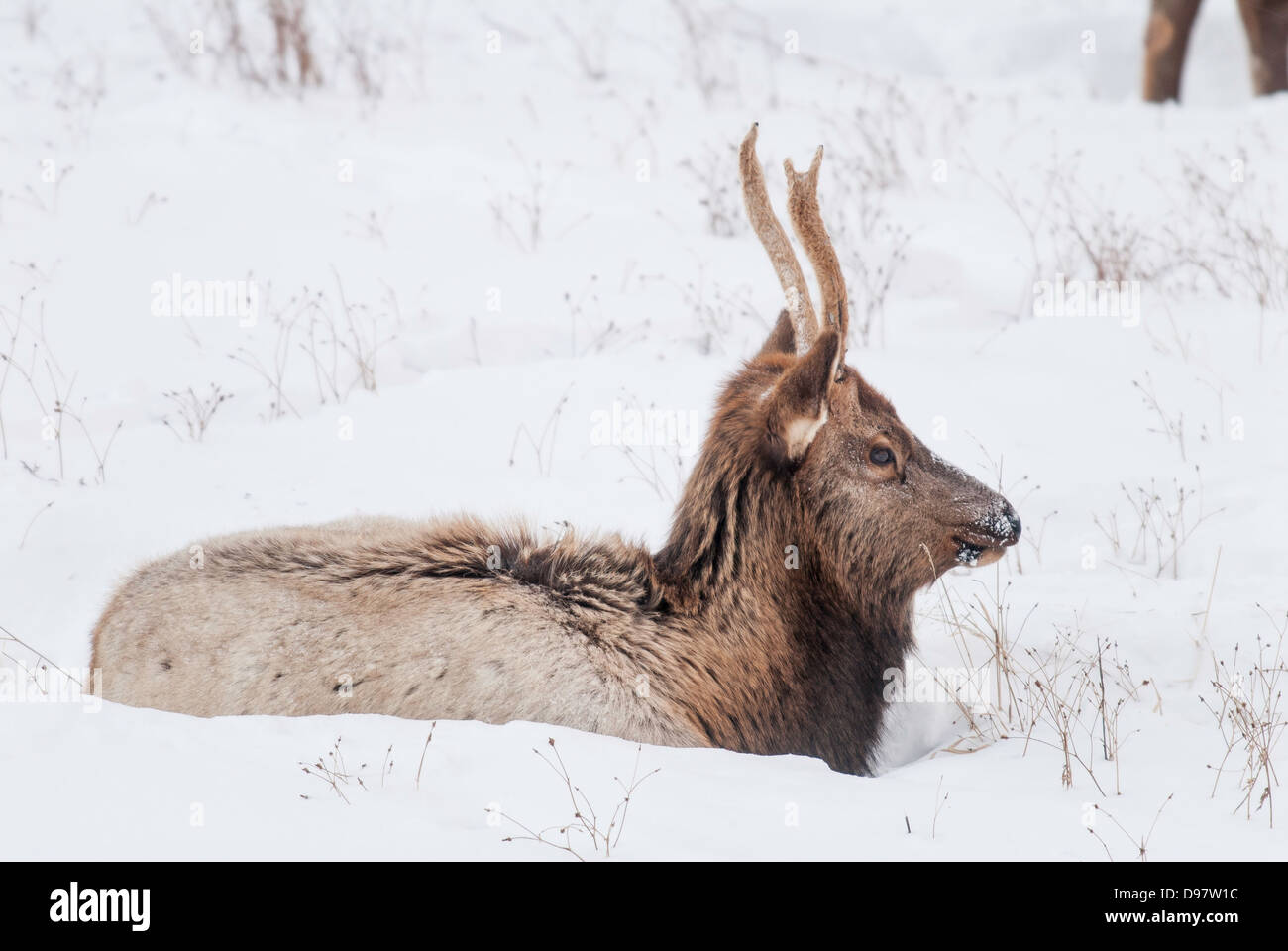 A young bull elk, called a "spike," waits through a spring afternoon in ...