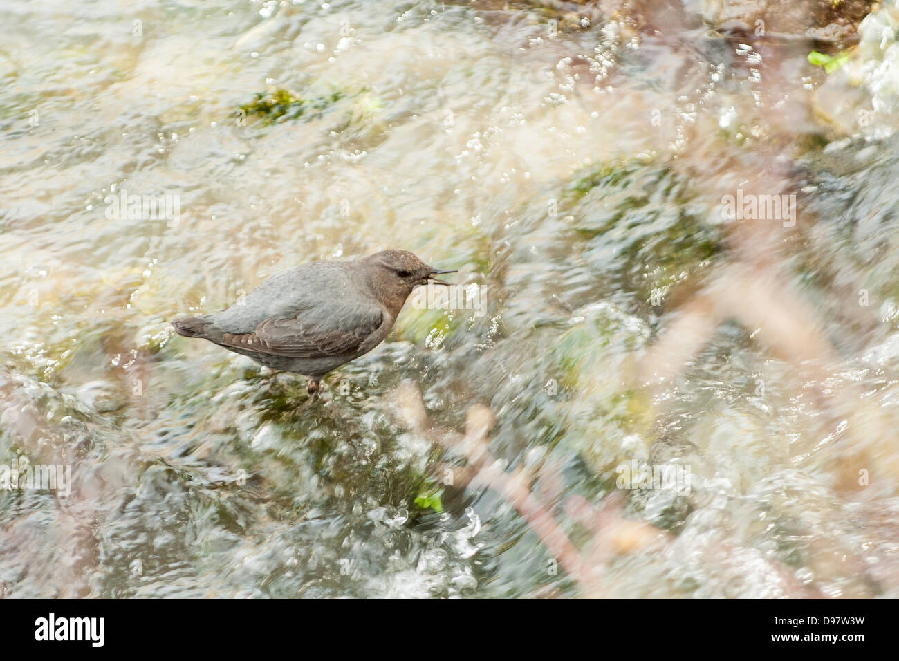 Water ouzel hi-res stock photography and images - Alamy