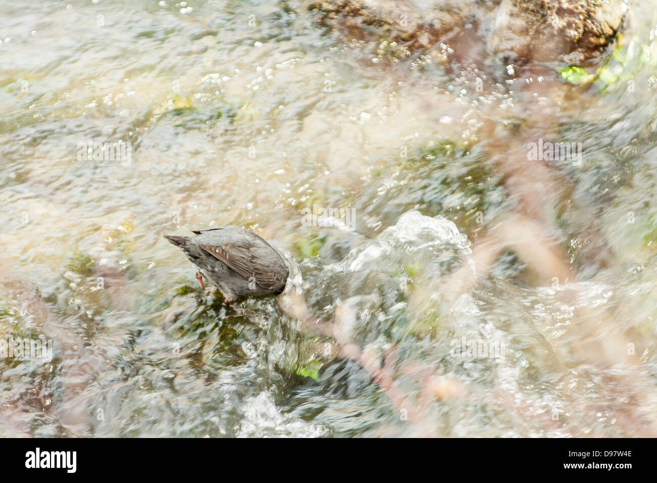 Water ouzel hi-res stock photography and images - Alamy