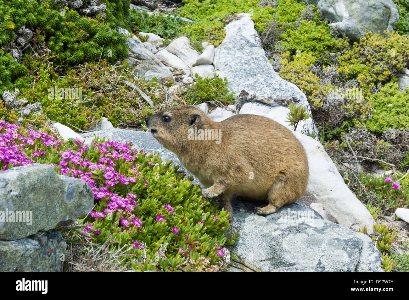 Rock hyrax (Procavia capensis), Cape of Good Hope, Western Cape, South ...