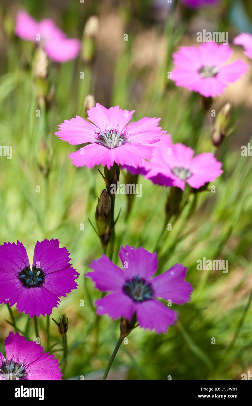 Jelitto hi-res stock photography and images - Alamy