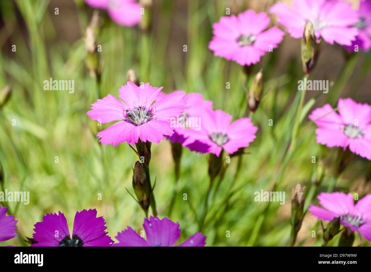 Jelitto hi-res stock photography and images - Alamy