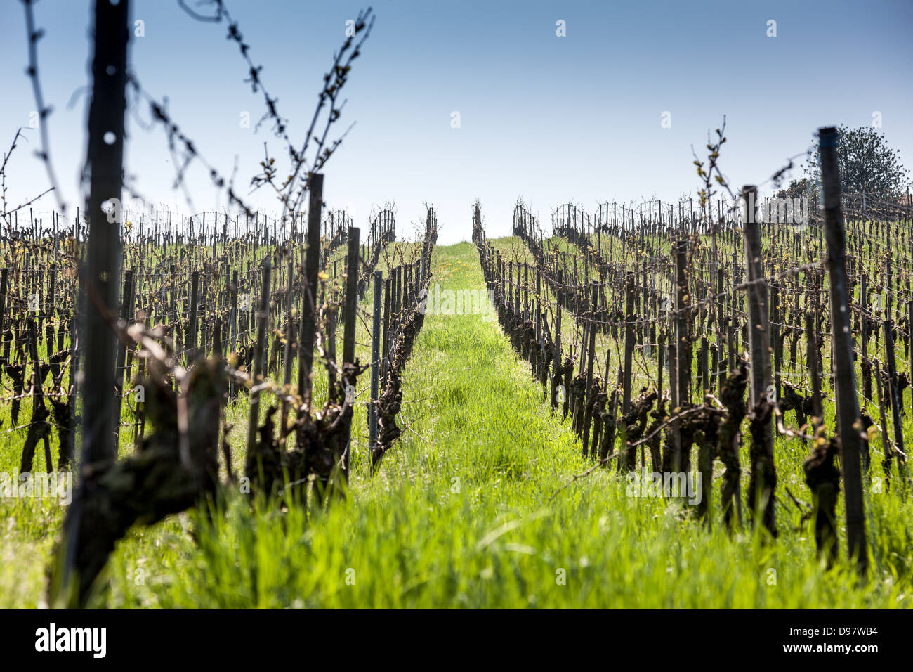 Grape Vines in the Neckar Valley, Germany, Europe Stock Photo - Alamy