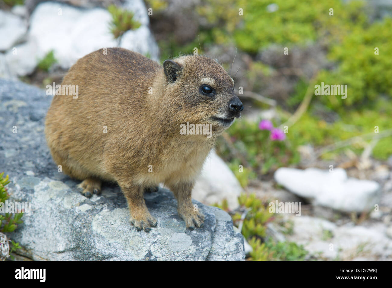 Rock hyrax (Procavia capensis), Cape of Good Hope, Western Cape, South ...