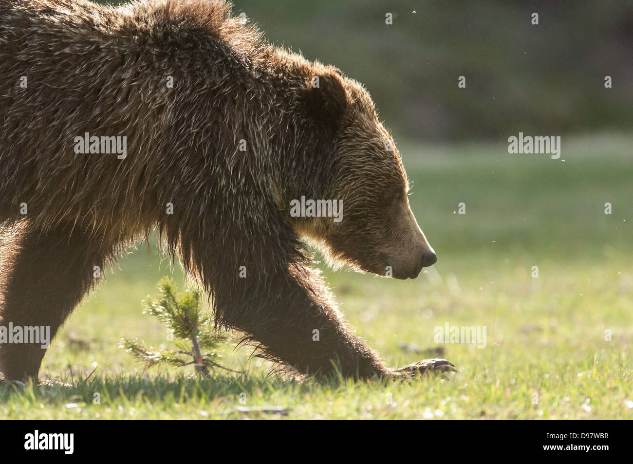 Small insects surround a young grizzly bear grazing in western ...