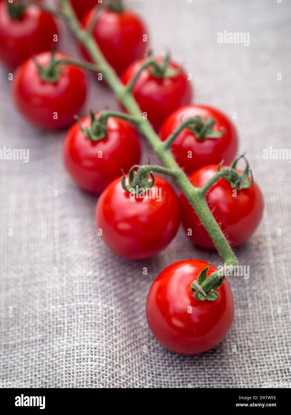 Truss of small red tomatoes on the vine Stock Photo - Alamy