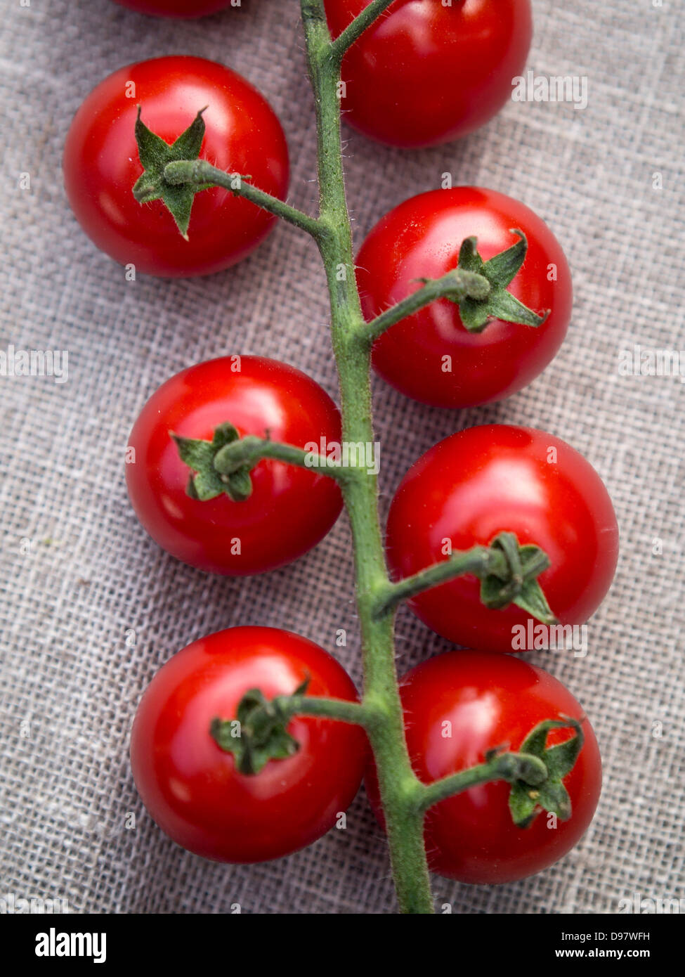 Truss of small red tomatoes on the vine Stock Photo - Alamy