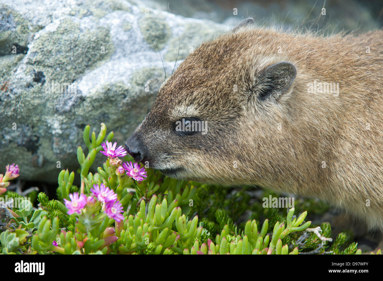 Rock hyrax (Procavia capensis), Cape of Good Hope, Western Cape, South ...