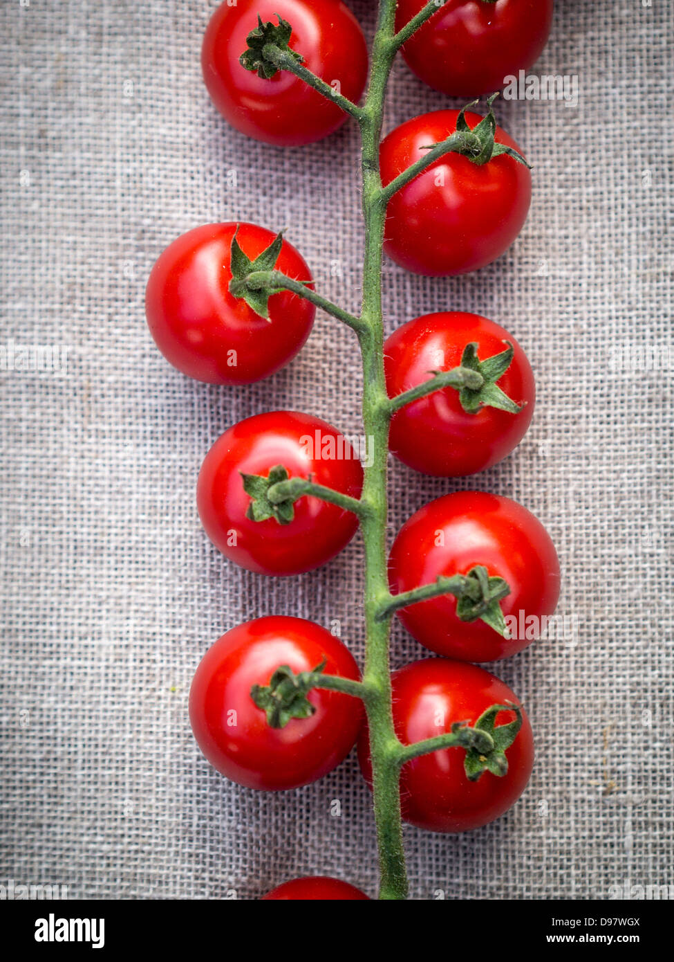 Truss of small red tomatoes on the vine Stock Photo - Alamy